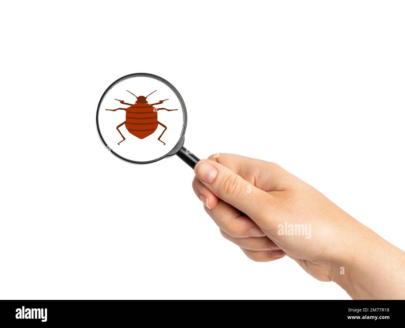 Hand woman with magnifying glass detecting bug with white background ...