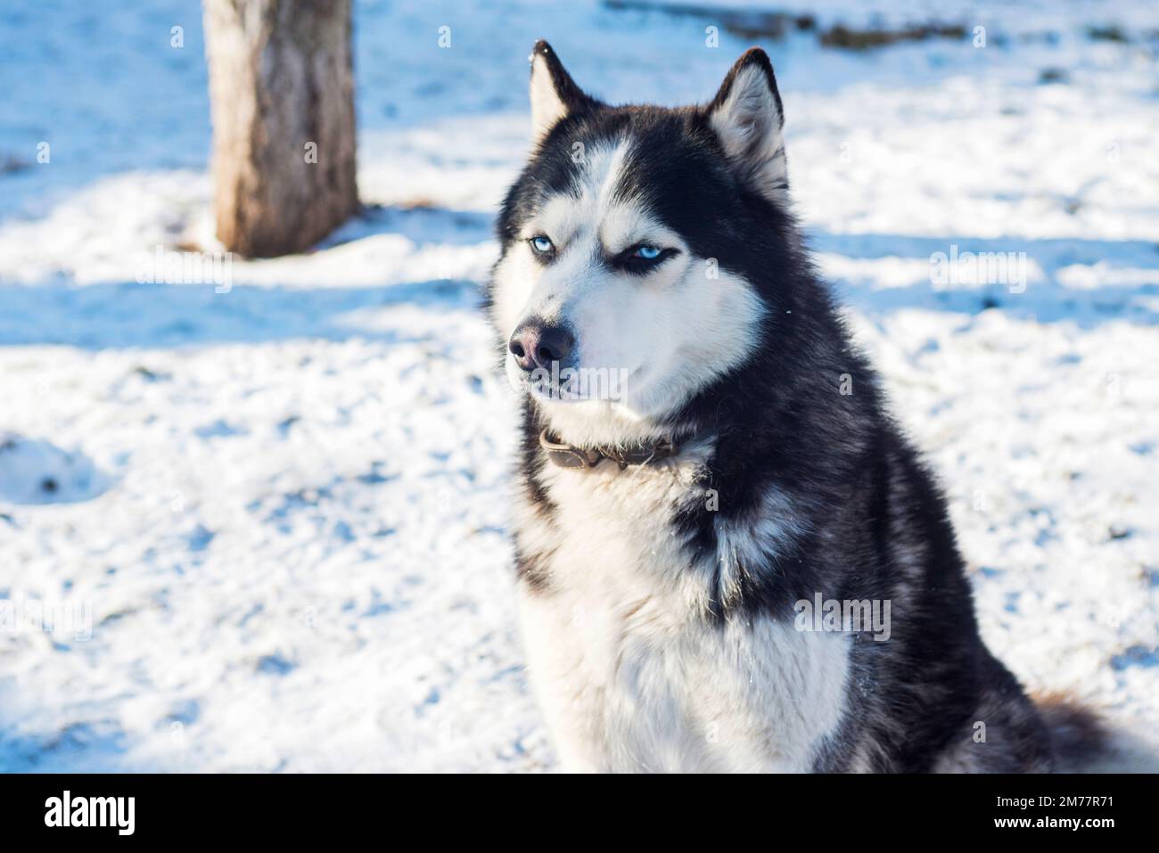 Muzzle of Siberian Husky dog on snow background on bright sunny day ...