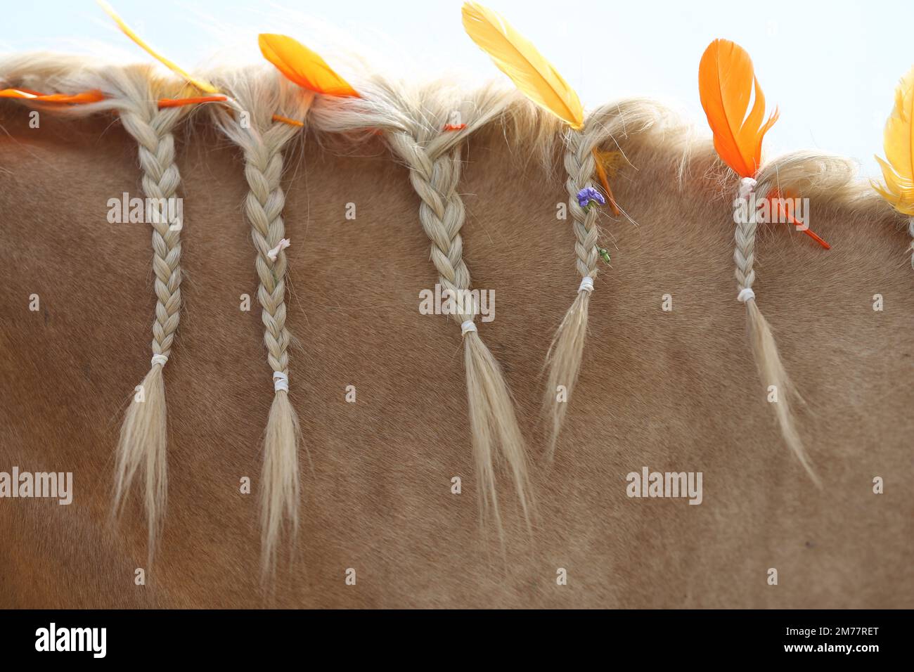 Portrait close up of a purebred horse in summer children camp. Domestic ...