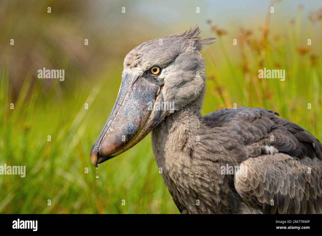Shoebill photographed in the Mabamba Wetlands, on the edge of Lake ...