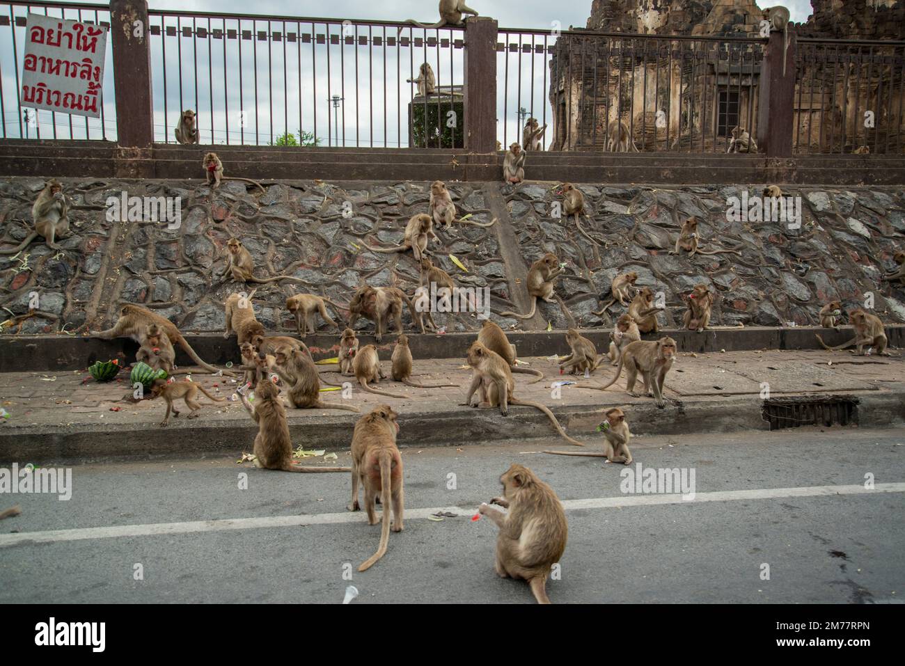 wild macaque monkeys in the City of Lopburi in the Province of Lopburi ...