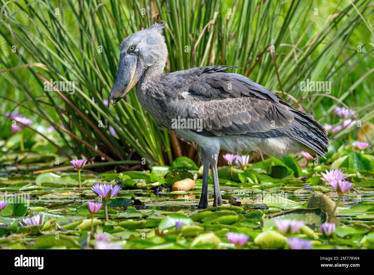 Lake victoria africa pollution hi-res stock photography and images - Alamy