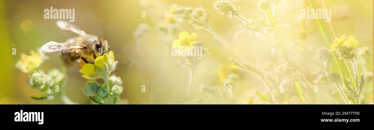 bee collects nectar from Potentilla erecta, Tormentilla erecta ...