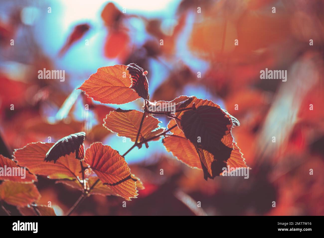 Young red leaves hi-res stock photography and images - Alamy
