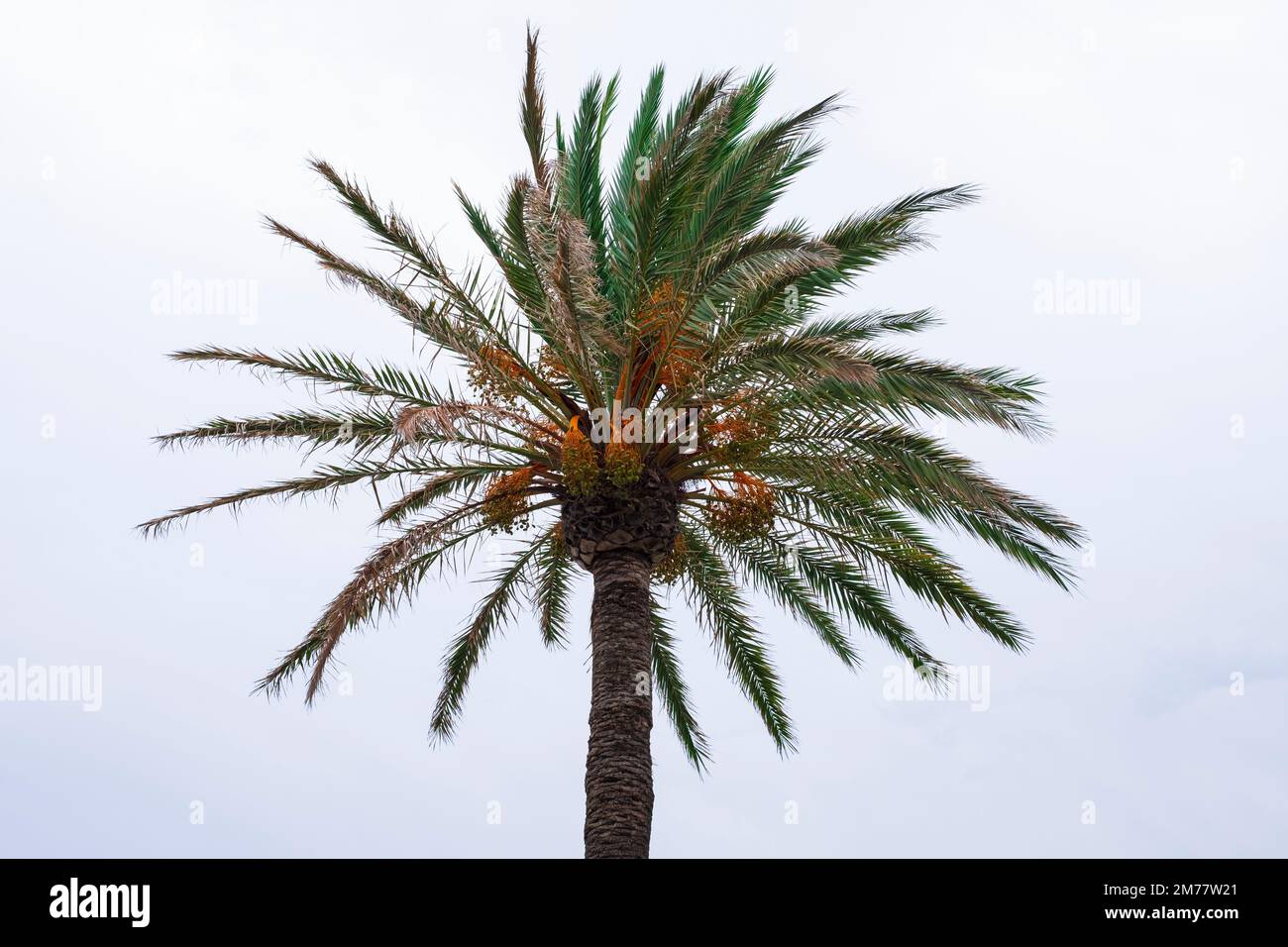 An Indian wild Date palm tree against a cloudy sky Stock Photo - Alamy