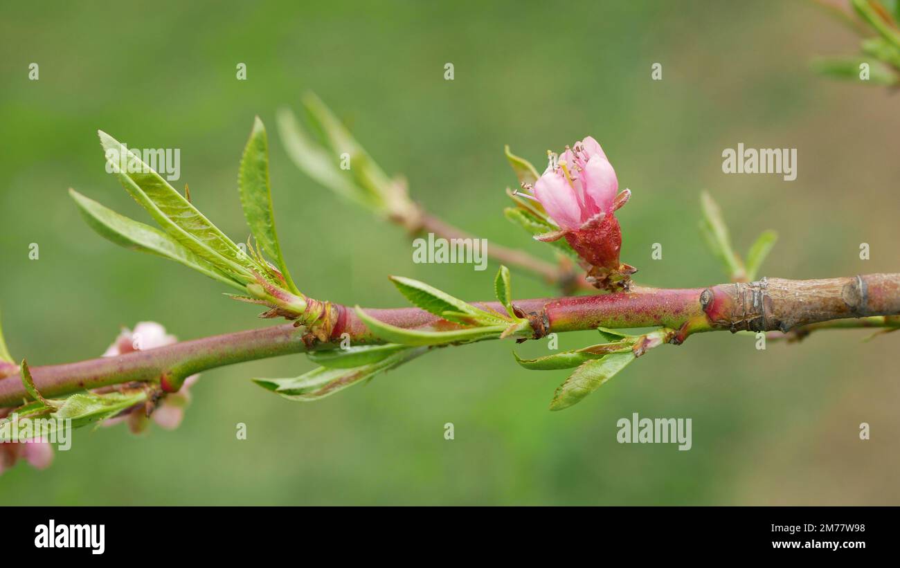 Prunus Persica Flower