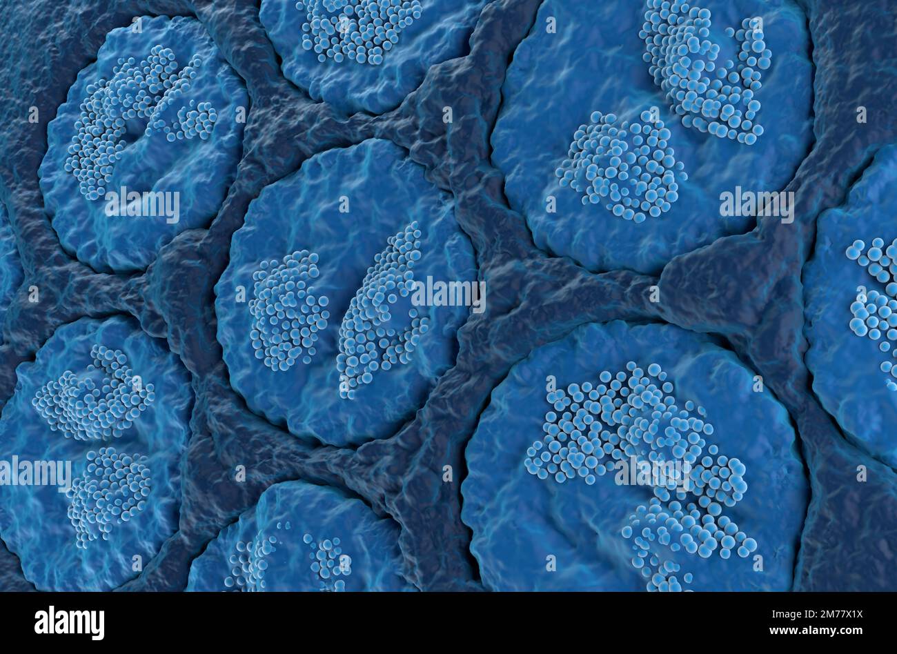 Salivary gland hi-res stock photography and images - Alamy