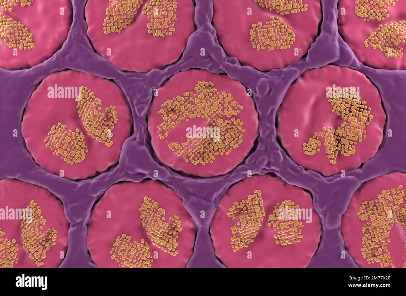 Salivary gland surface (sublingual) in the human mouth - top view 3d ...