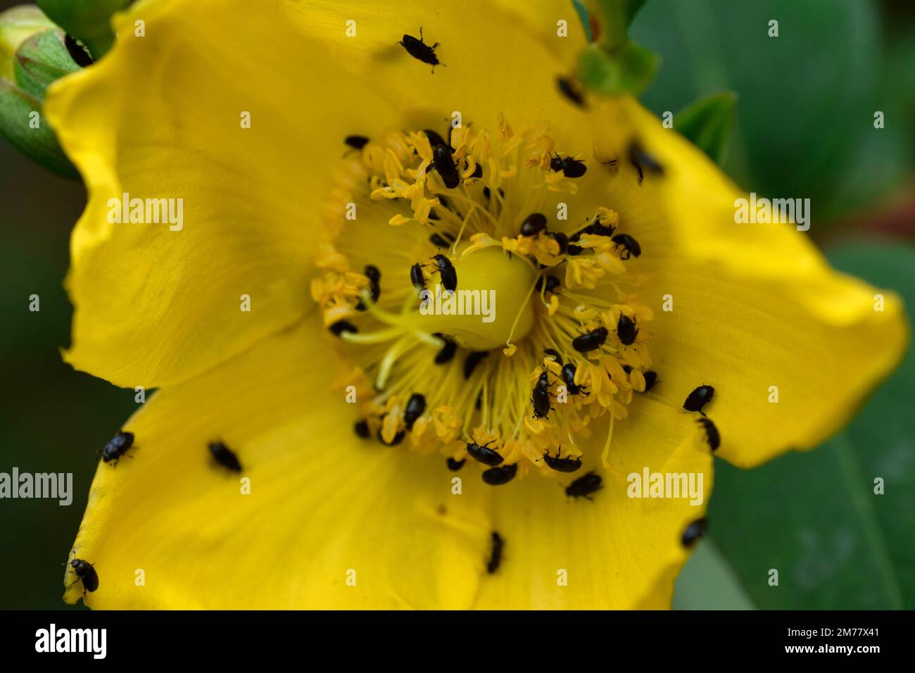 Pollen beetles, Brassicogethes aeneus on yellow flower Stock Photo - Alamy