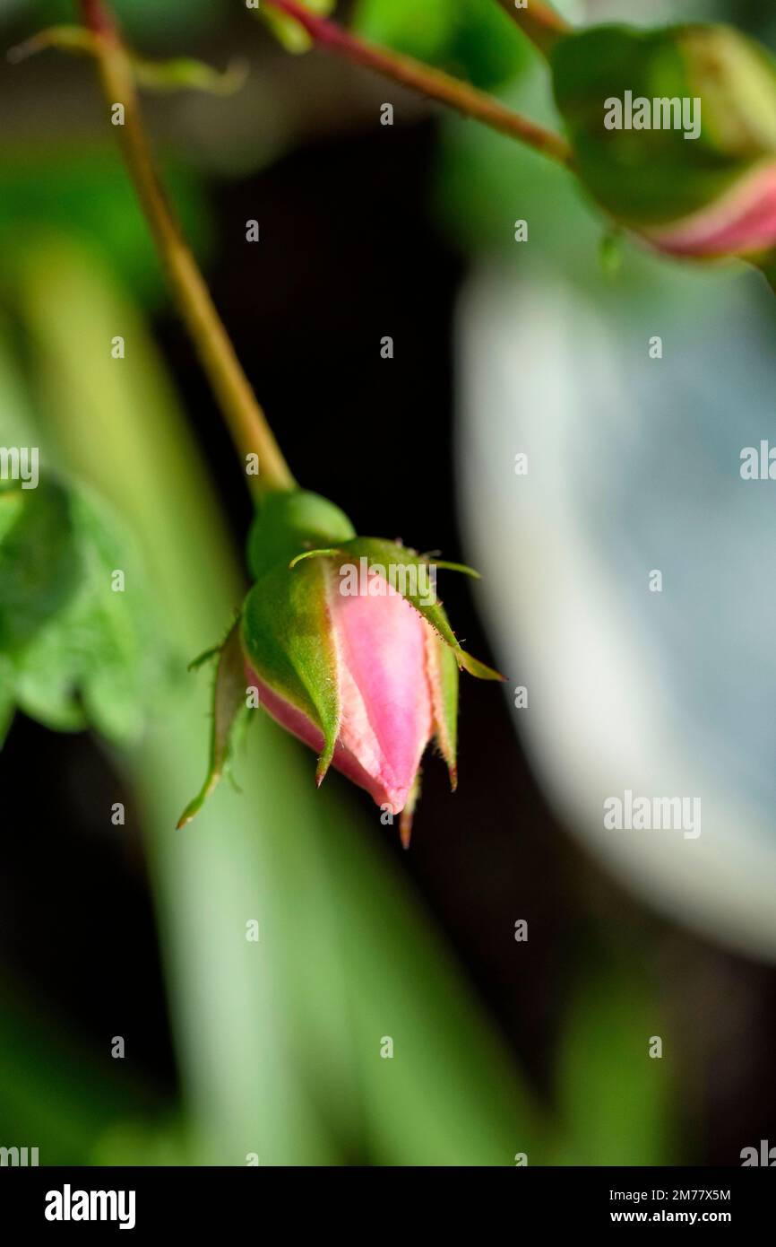 Rose buds growing hi-res stock photography and images - Alamy