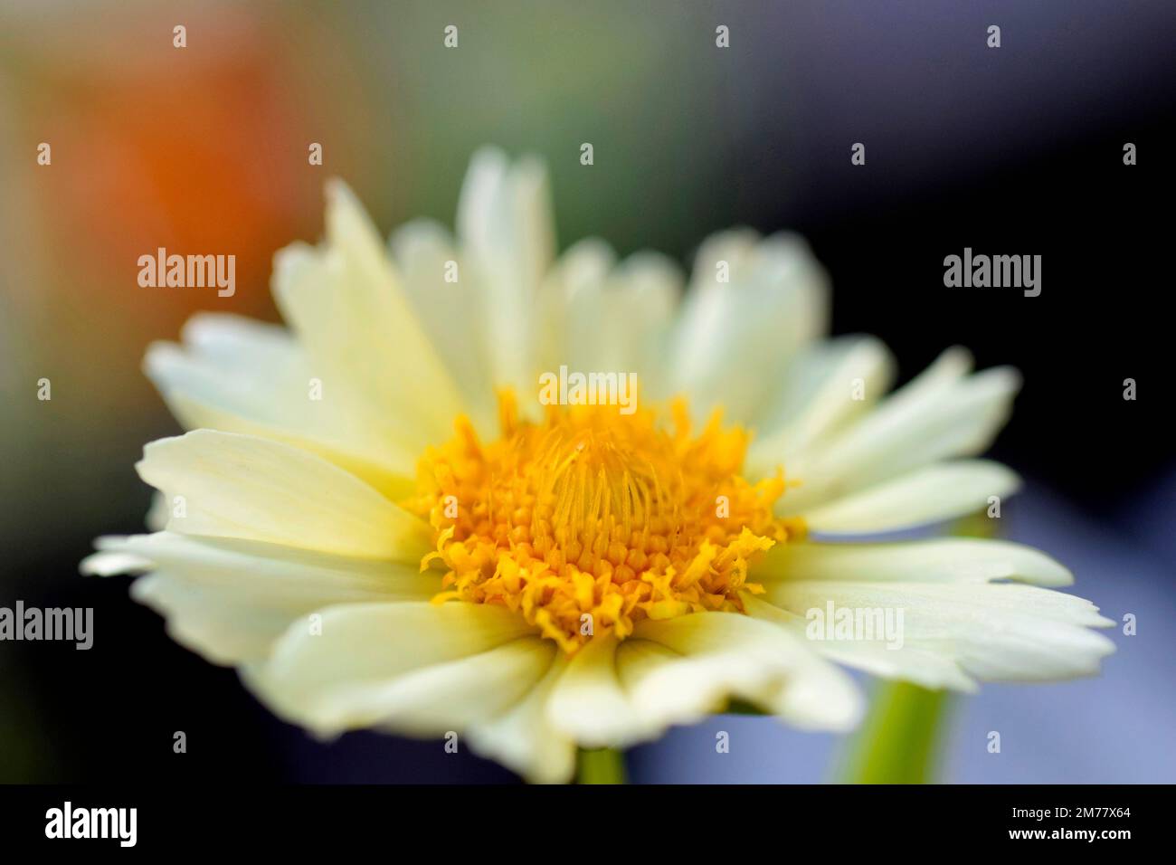 close up of white and yellow daisy flower Stock Photo - Alamy