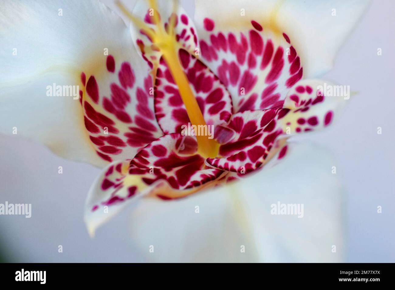 Mexican tiger flowers hi-res stock photography and images - Alamy