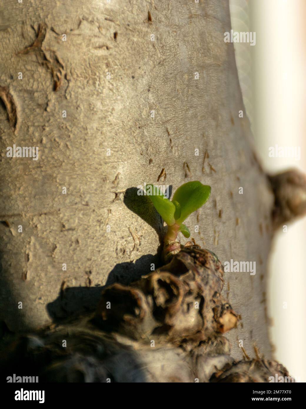 Money tree close up hi-res stock photography and images - Alamy