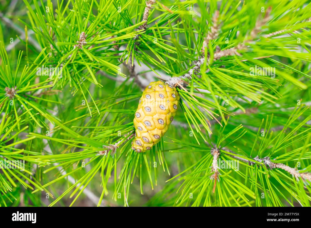 The branches and cone of Aleppo Pine, Pinus halepensis Stock Photo - Alamy
