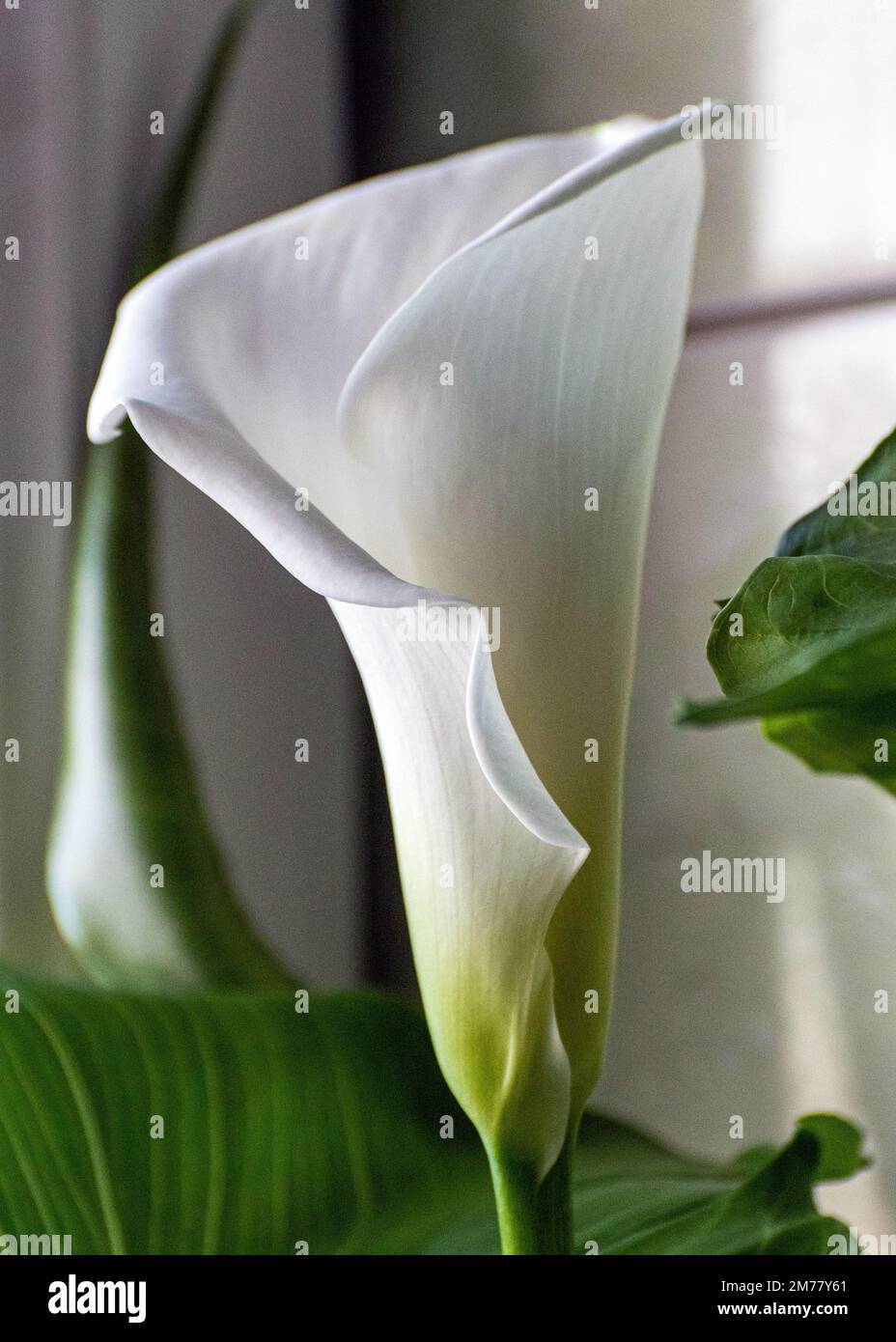 White giant calla lily hi-res stock photography and images - Alamy