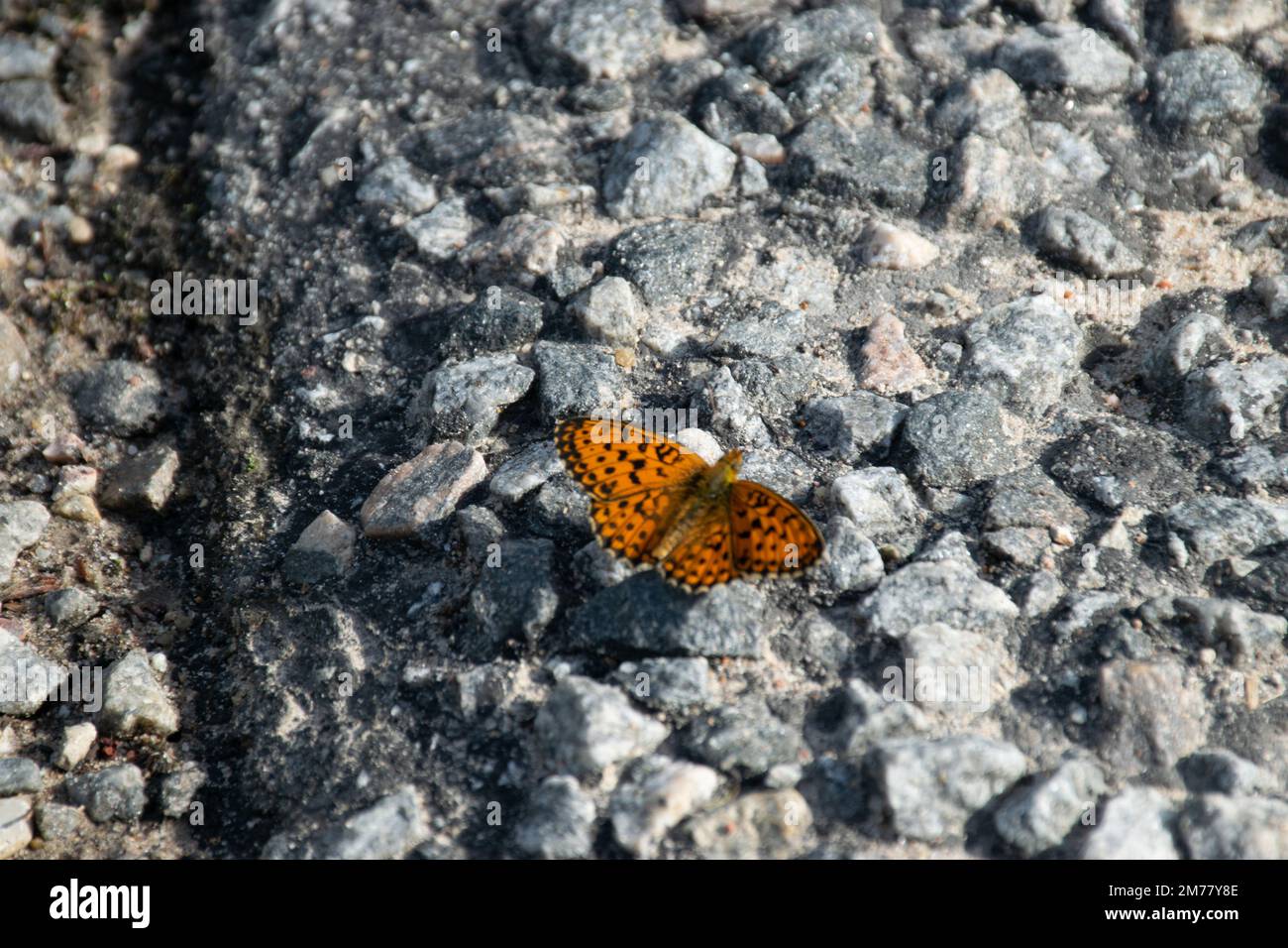 colorful butterfly on the background of gray stones, close-up view ...