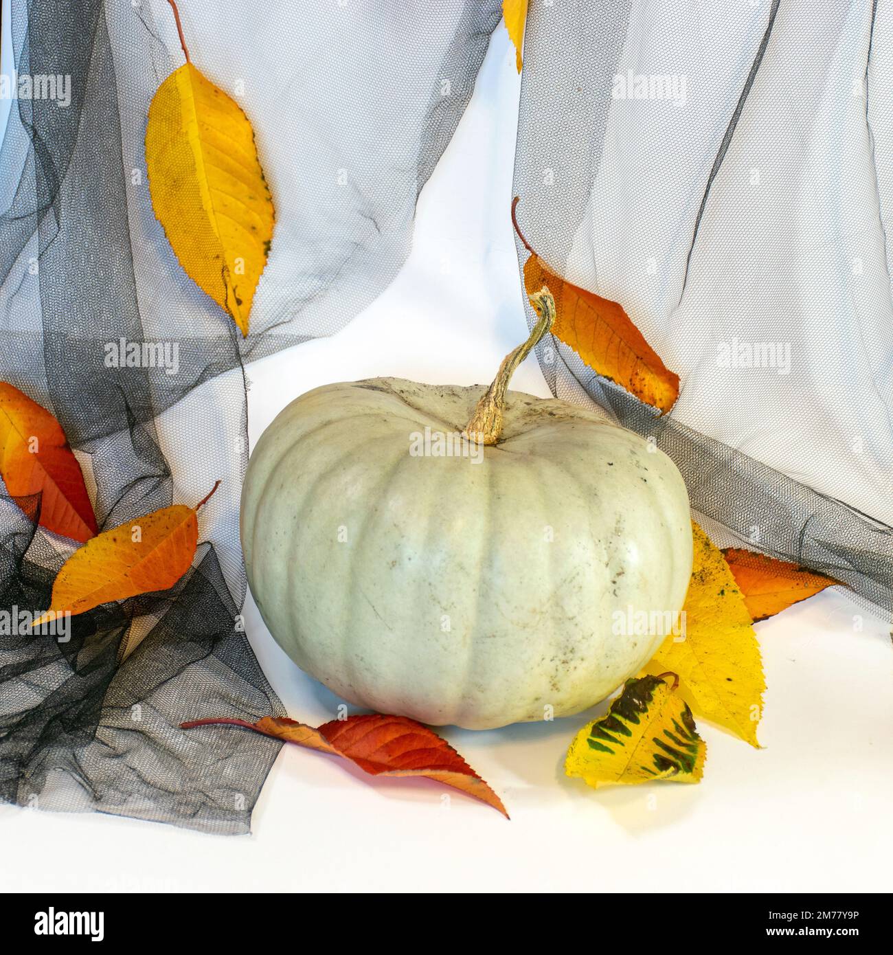 still life with pumpkins on a background of colorful leaves, autumn ...