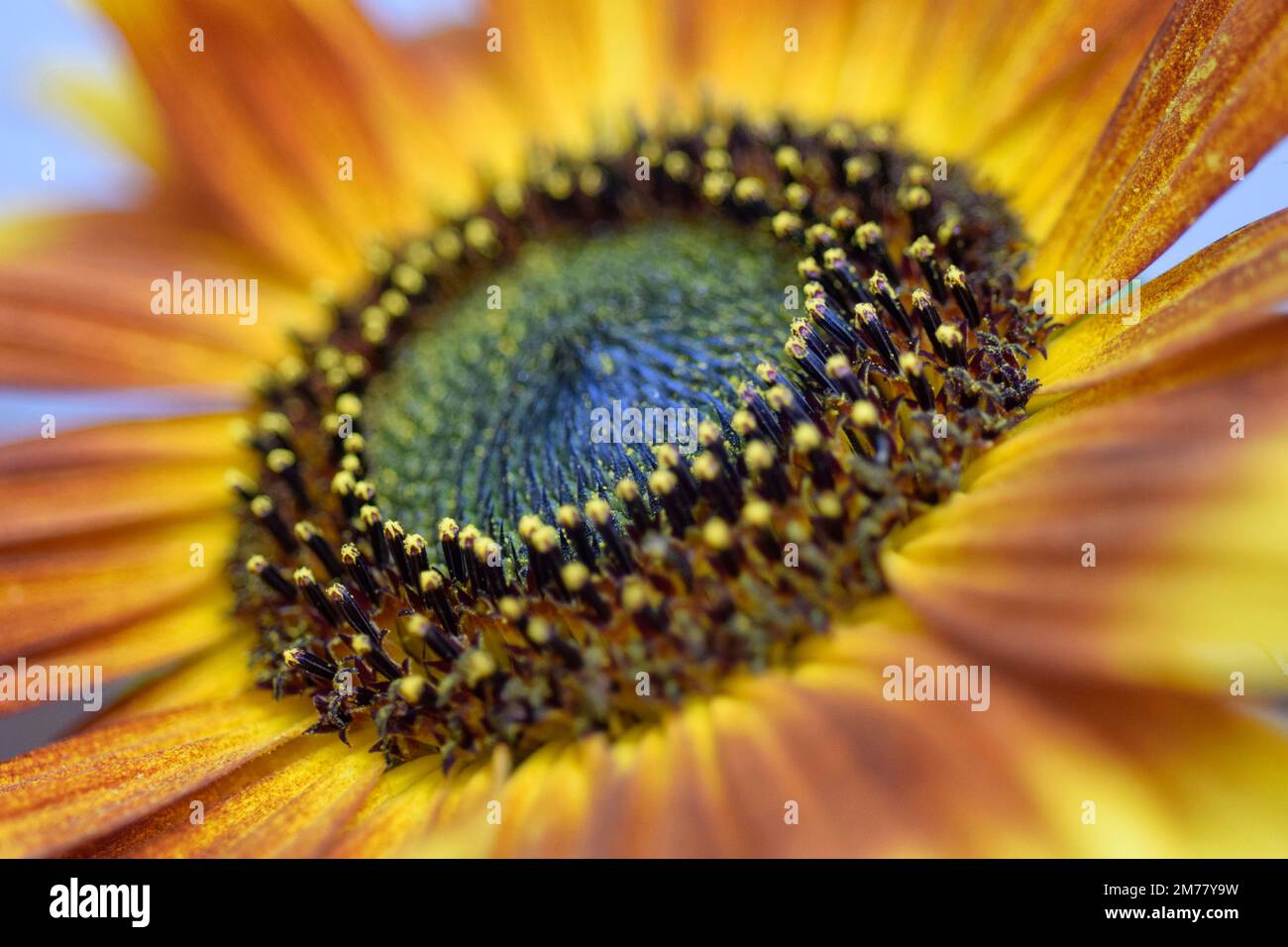 close up of sunflower Stock Photo - Alamy