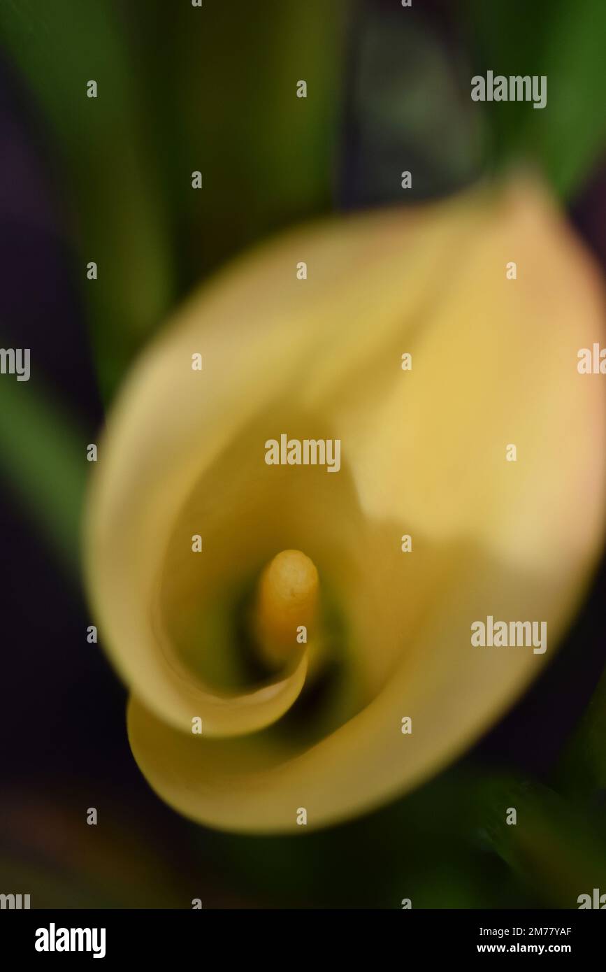 yellow calla lily Stock Photo - Alamy