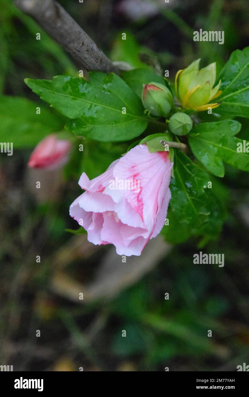 hibiscus flower and buds Stock Photo - Alamy