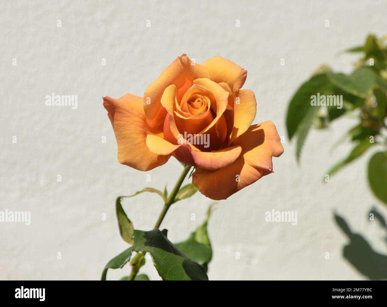 Amber peach hi-res stock photography and images - Alamy