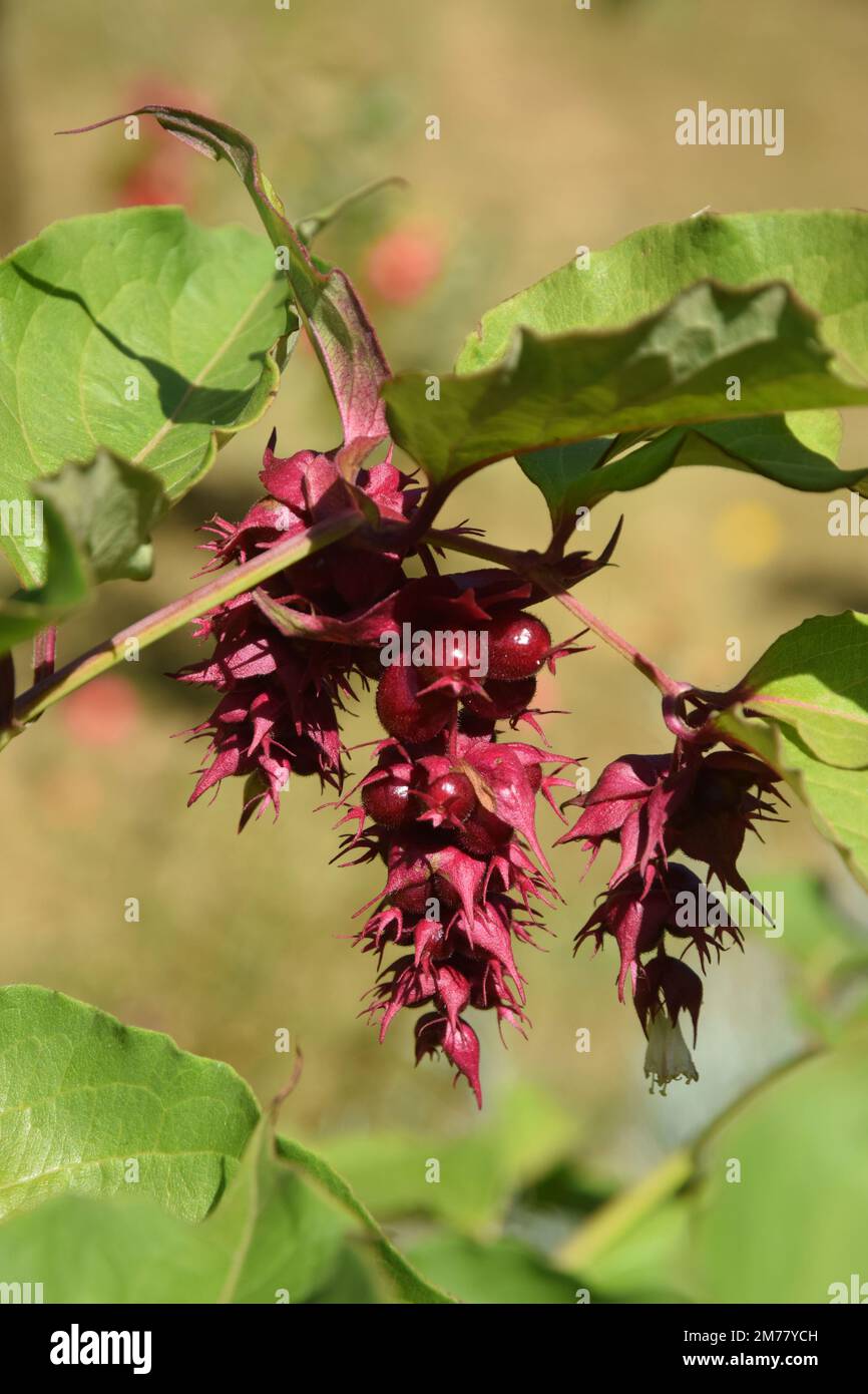 Leycesteria formosa, himalayan honeysuckle Stock Photo - Alamy