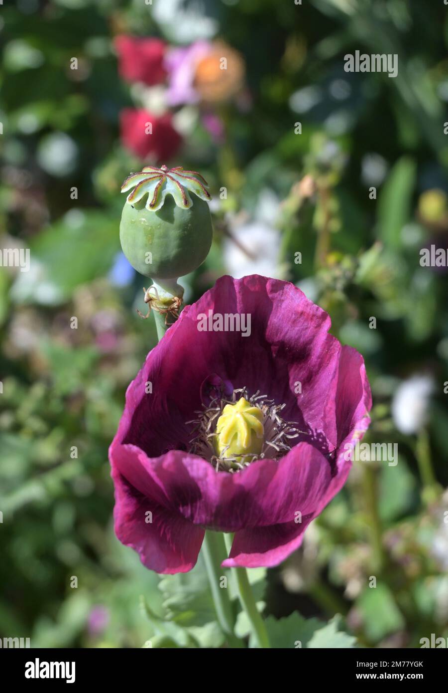 purple poppy flower Stock Photo - Alamy