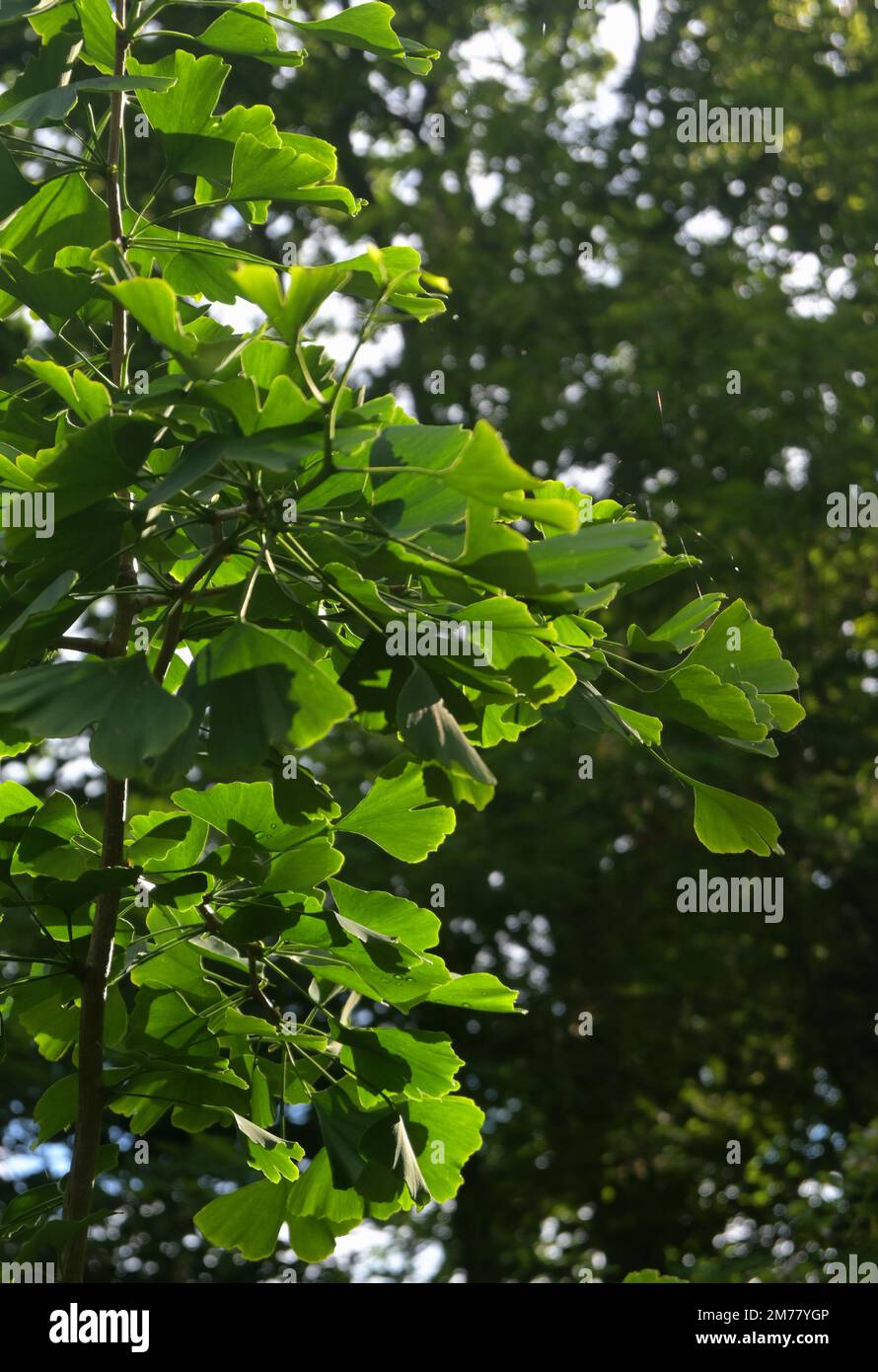 Ginkgo biloba tree close up Stock Photo - Alamy