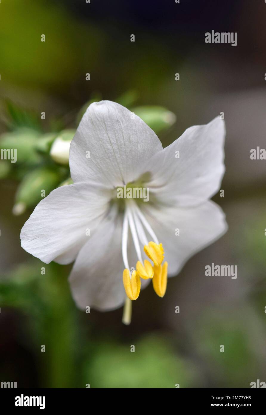 Jacobs flower hi-res stock photography and images - Alamy