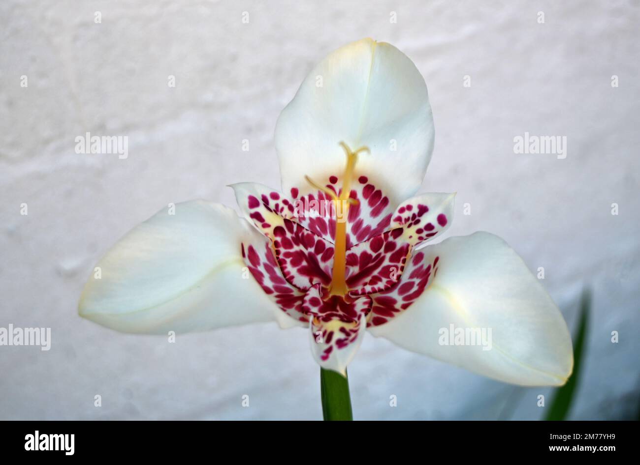 peacock tiger lily flower Stock Photo - Alamy