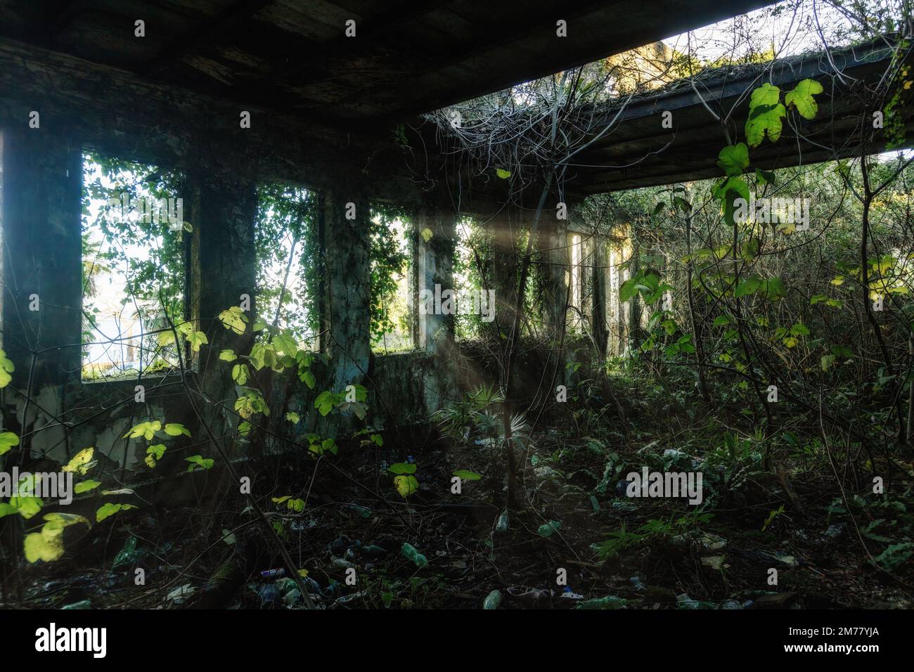 Overgrown by plants old abandoned building interior Stock Photo - Alamy Overgrown by plants old abandoned building interior Stock Photo - Alamy