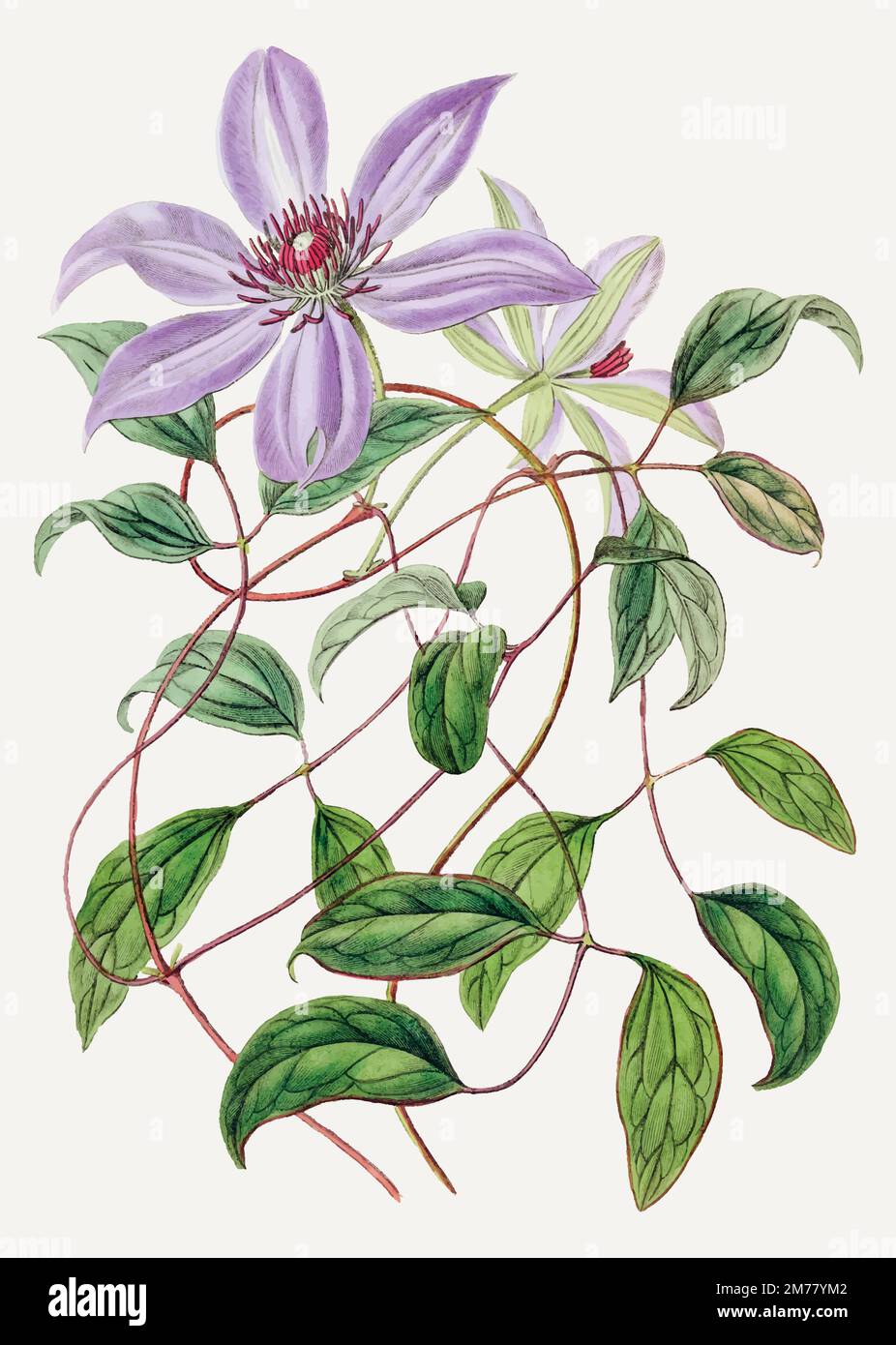 White violet flower green Stock Vector Images - Alamy