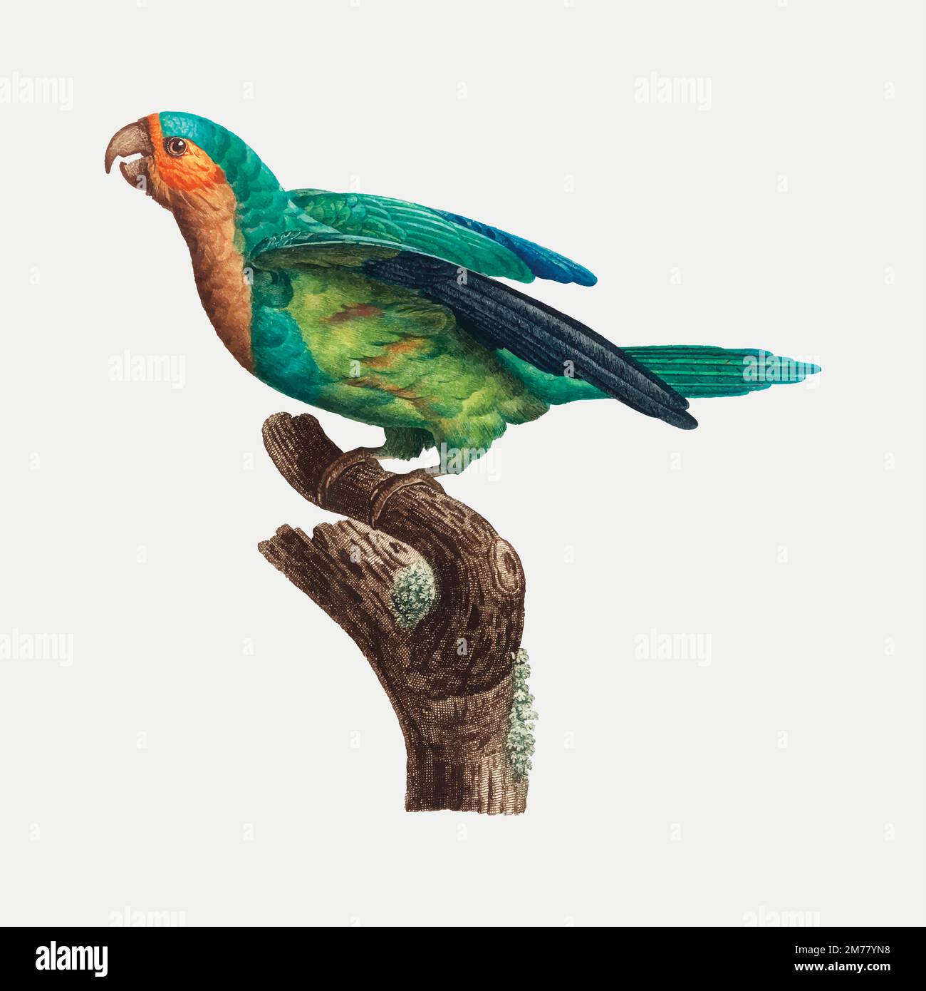 The Yellow-Crowned Parakeet illustration Stock Vector Image & Art - Alamy