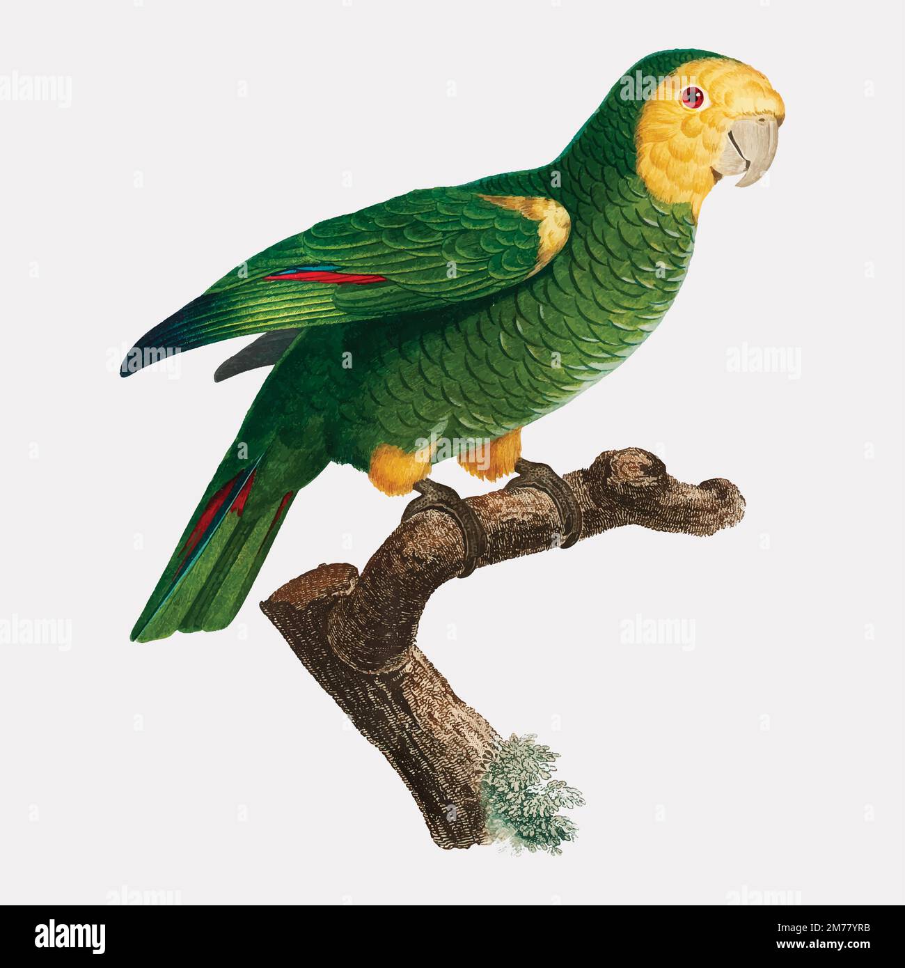 The Yellow-shouldered parrot illustration Stock Vector Image & Art - Alamy
