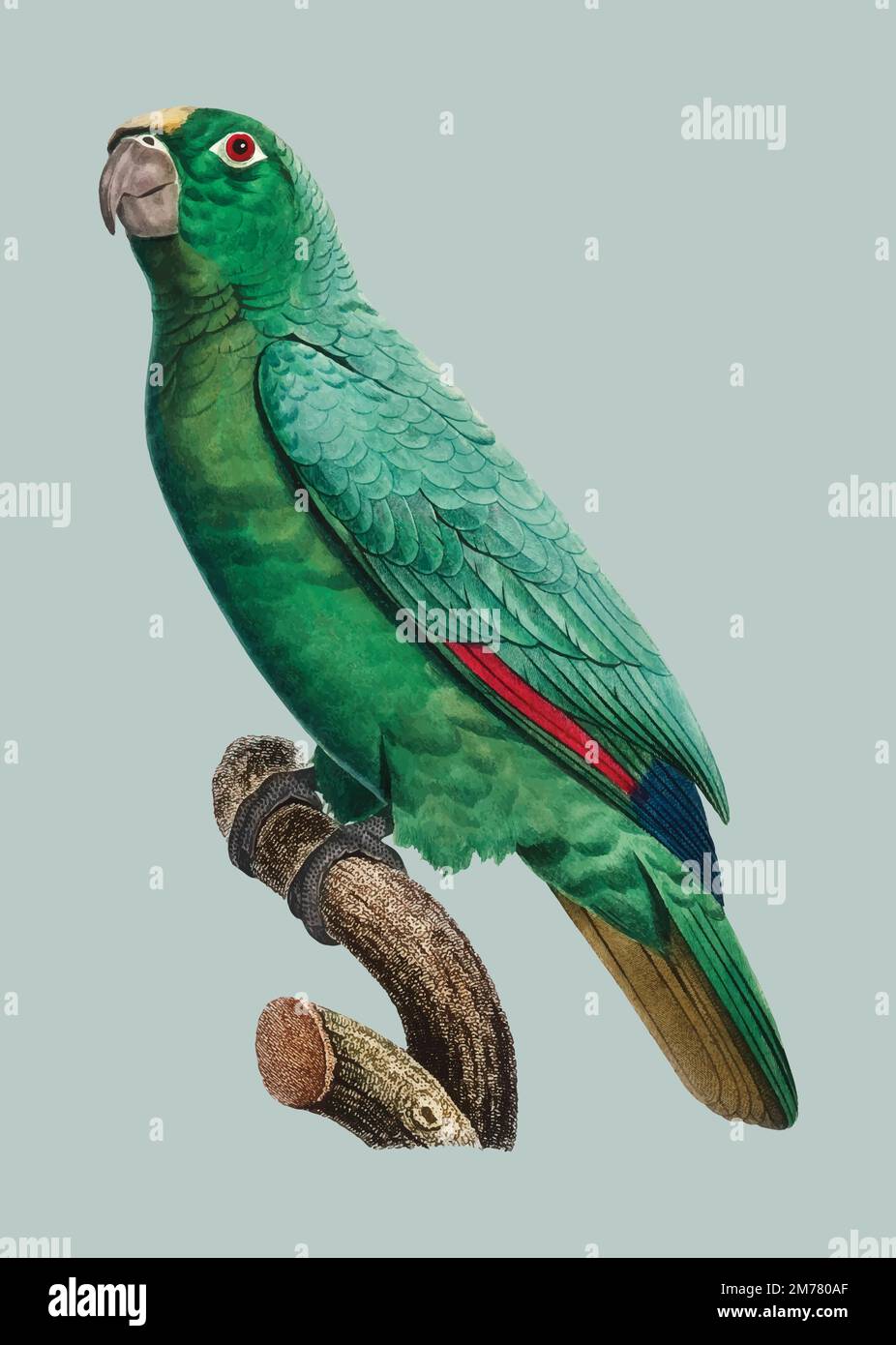 Yellow-Fronted Amazon (Amazona ochrocephala) vintage illustration Stock ...