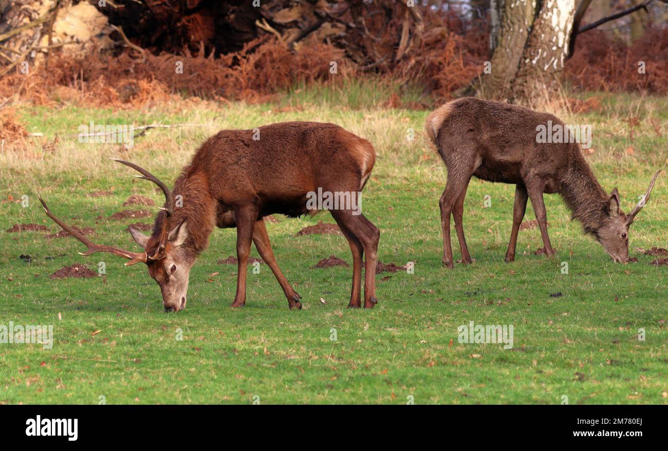 The red stags hi-res stock photography and images - Alamy