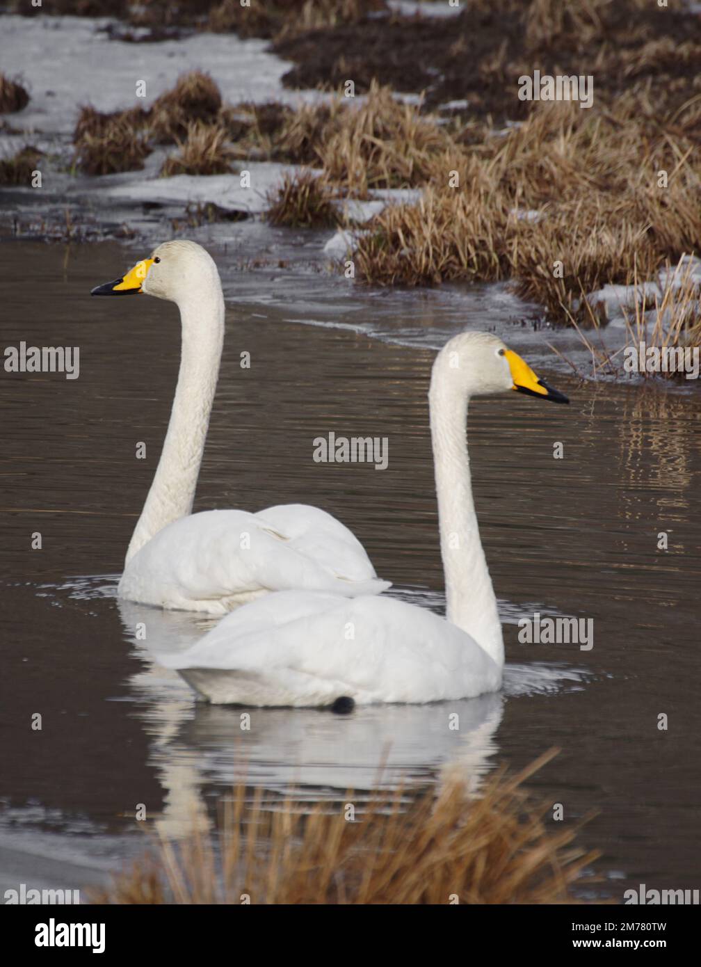 Tundra swans in lake hi-res stock photography and images - Alamy