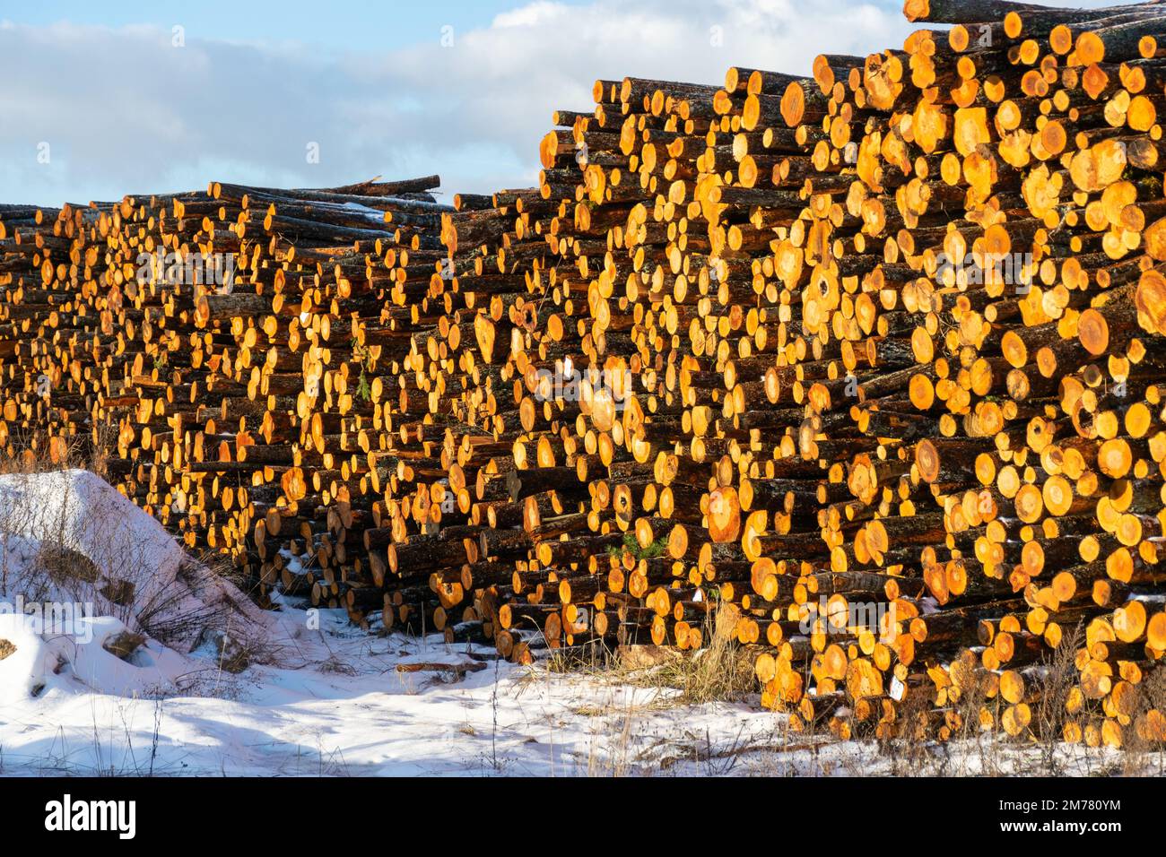 beautiful, colorful firewood stack, stacked logs for transport to the ...