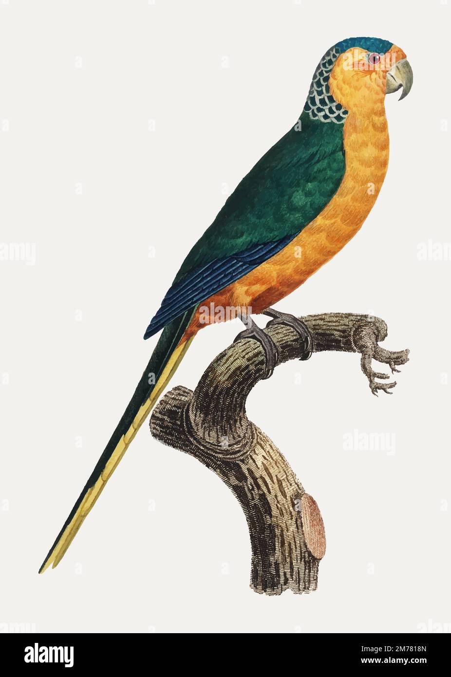 The Yellow-Fronted Parakeet, Cyanoramphus auriceps illustration Stock ...