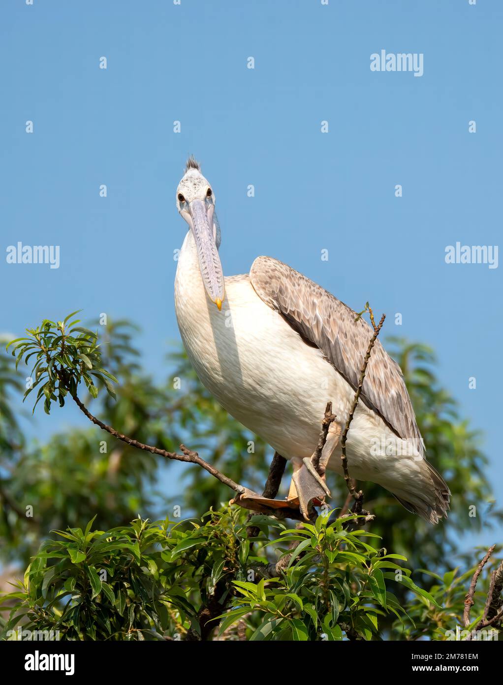 A spot billed pelican flying and drinking water from Cauvery river ...