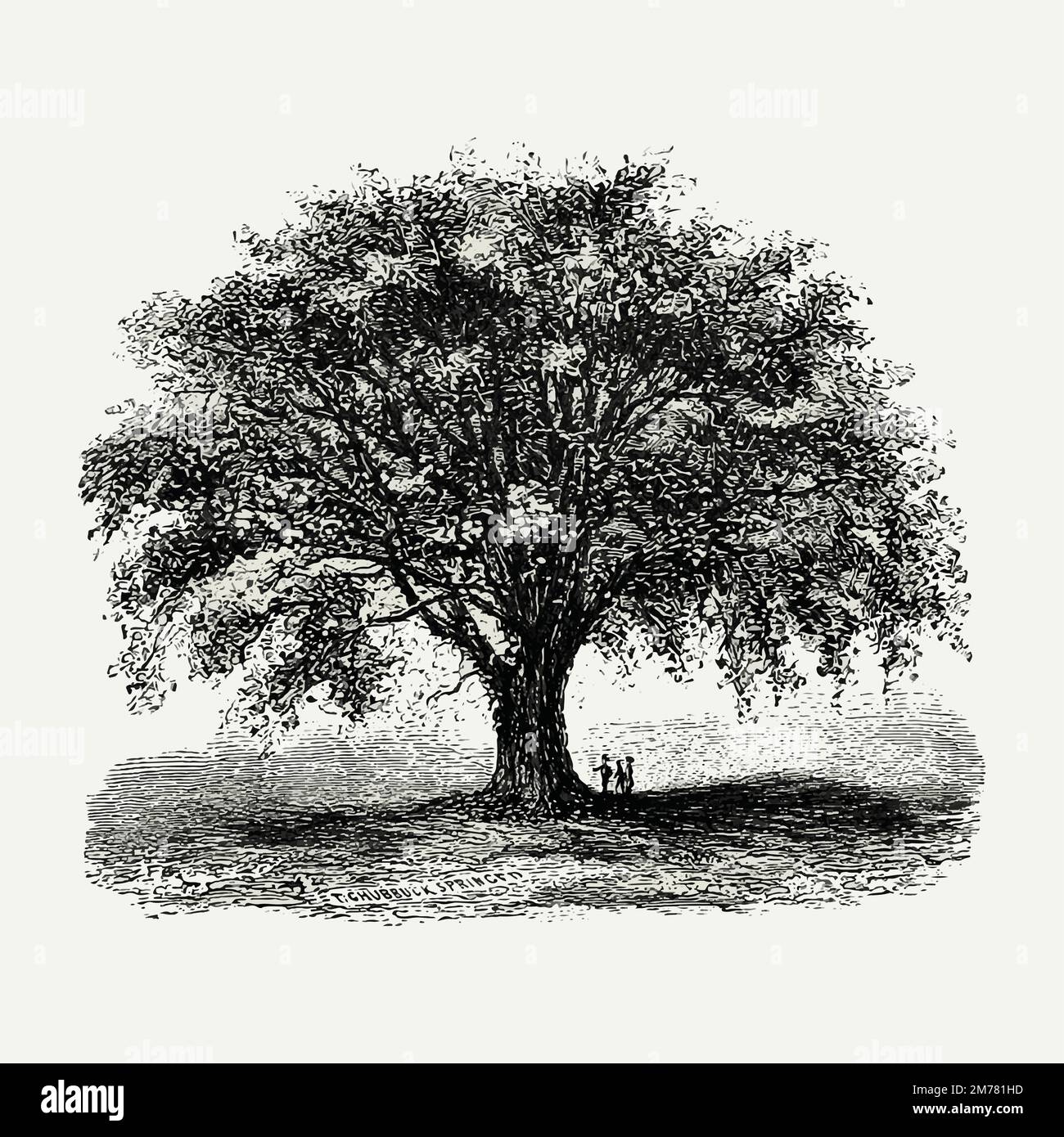 Vintage European style tree vector Stock Vector Image & Art - Alamy