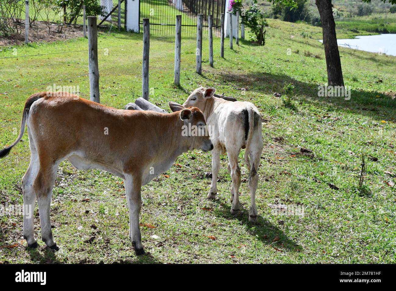 Brazilian cow calf in pasture Stock Photo - Alamy