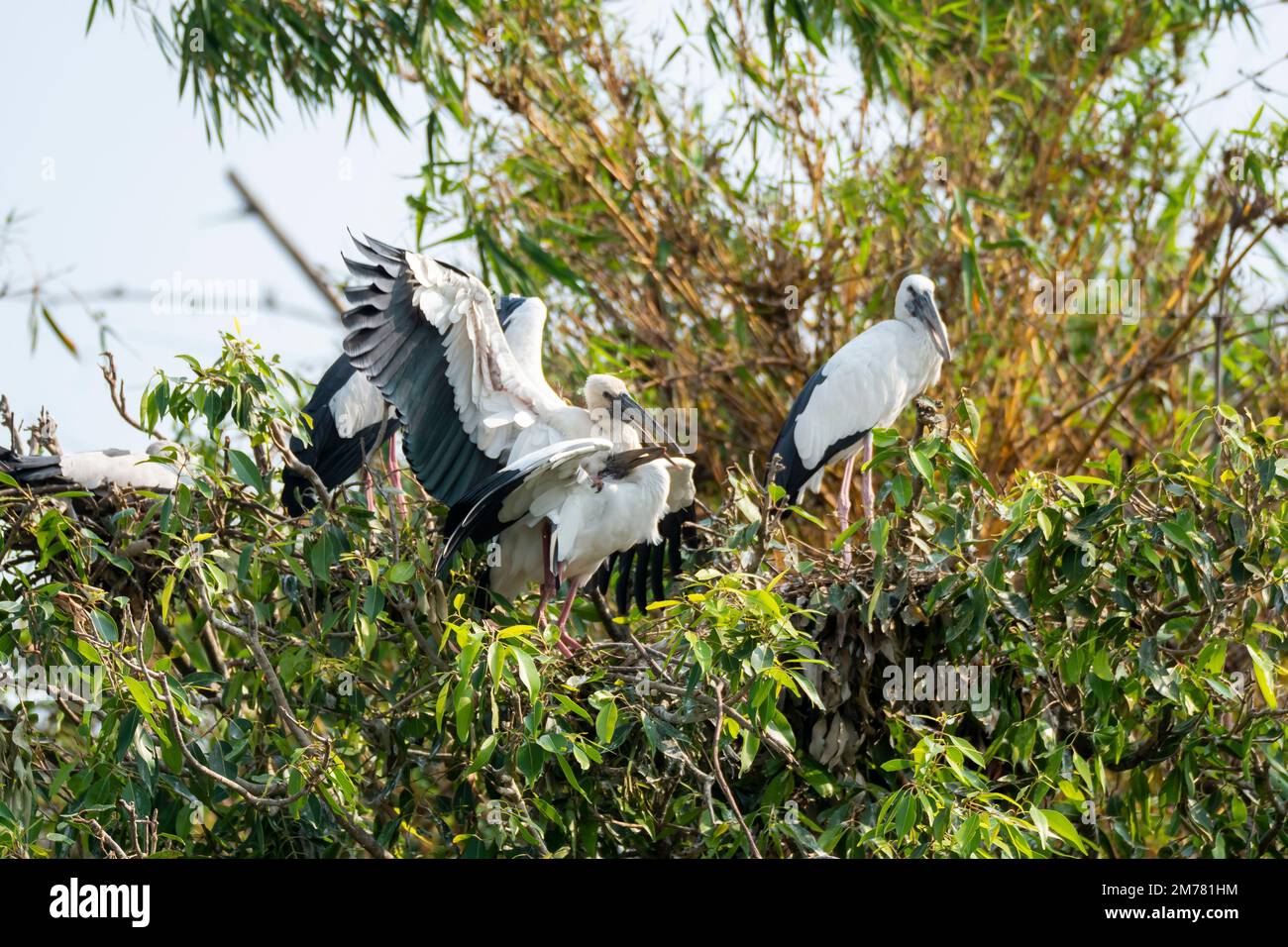 A couple of asian openbill mating inside Ranganathittu bird sanctuary ...