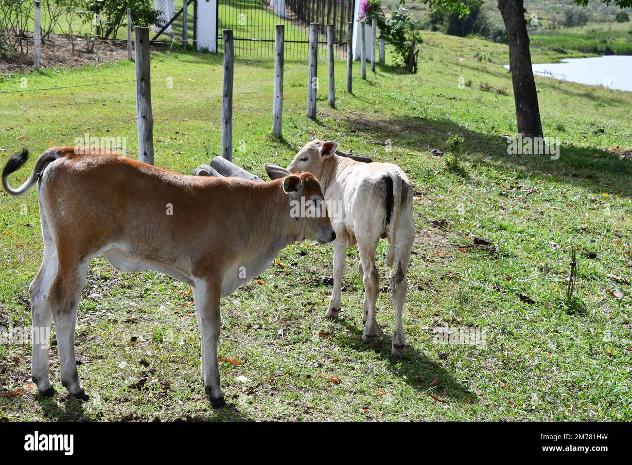 Brazilian cow calf in pasture Stock Photo - Alamy