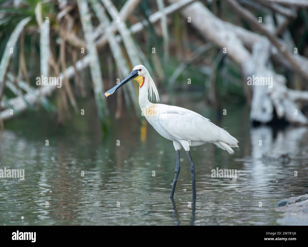 An eurasian spoonbill drinking water from Kaveri river inside ...