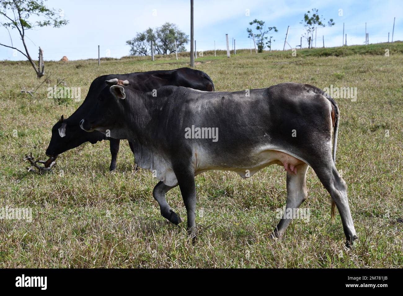 Brazilian Nelore cows grazing Stock Photo - Alamy