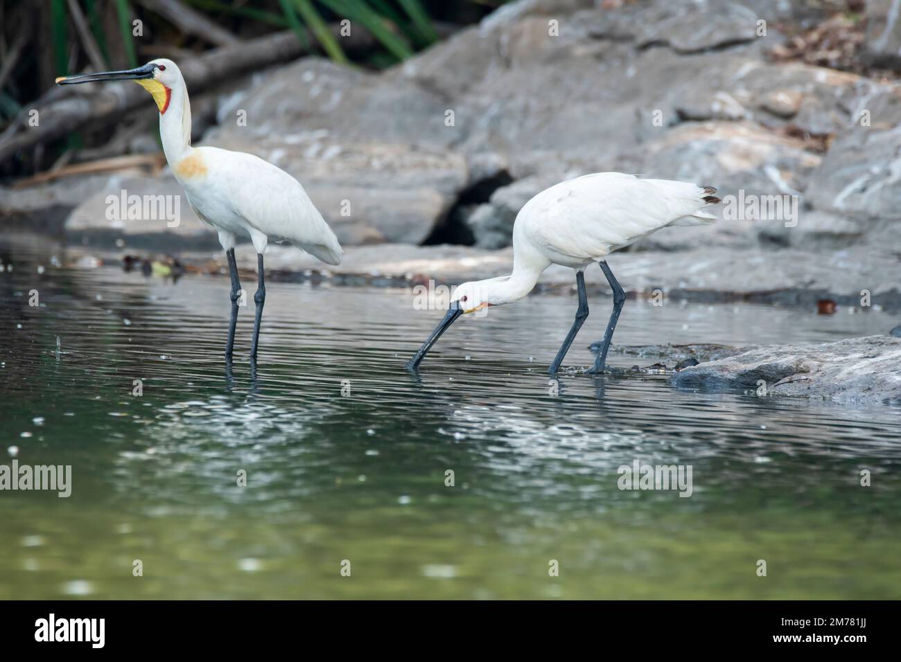 An eurasian spoonbill drinking water from Kaveri river inside ...
