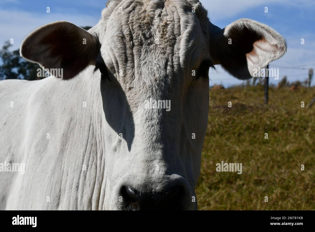 Brazilian Nelore cow snout grazing Stock Photo - Alamy