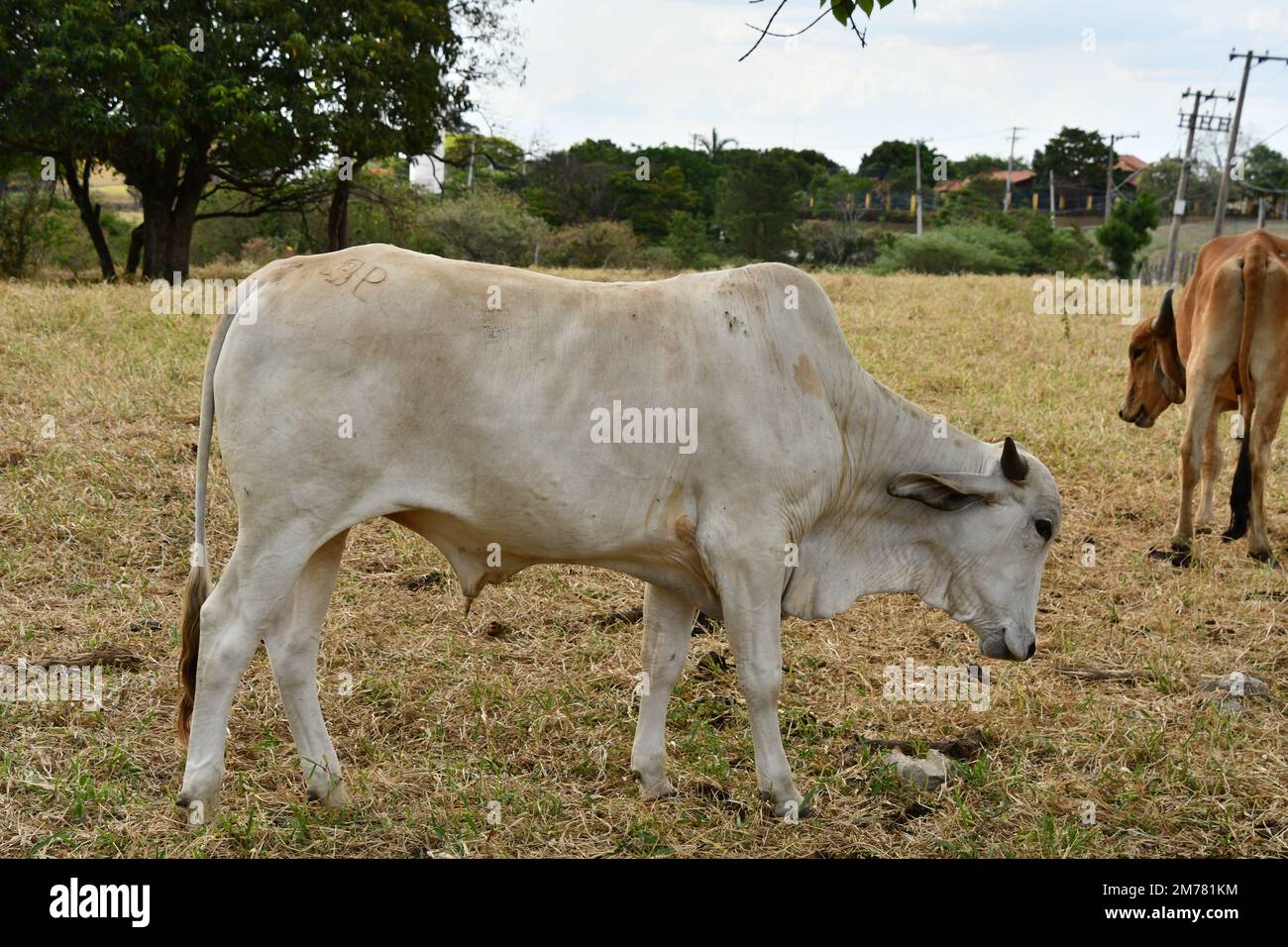 Brazilian Nelore cow grazing Stock Photo - Alamy