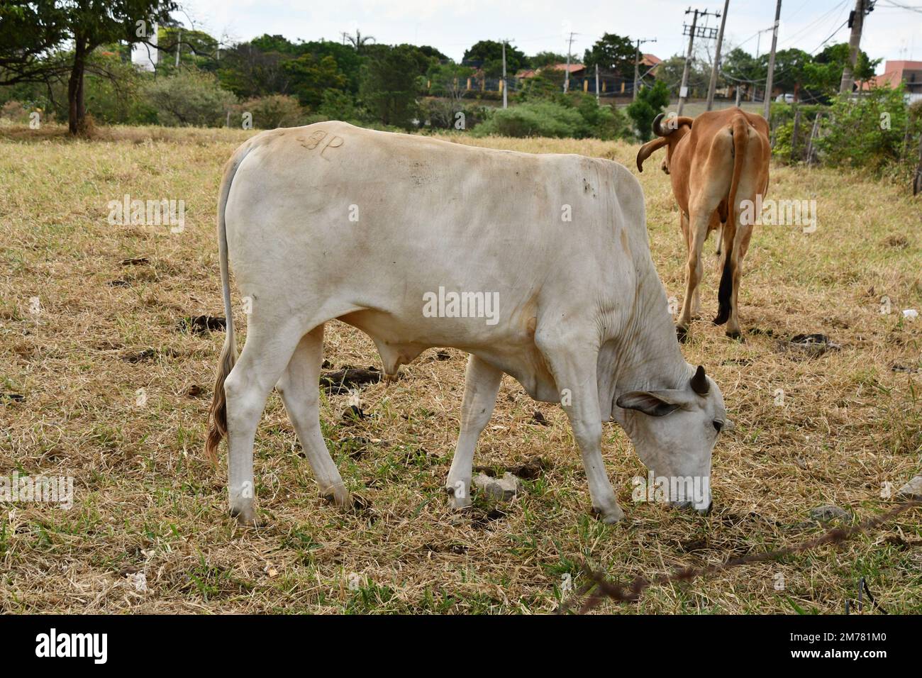Brazilian Nelore cow grazing Stock Photo - Alamy